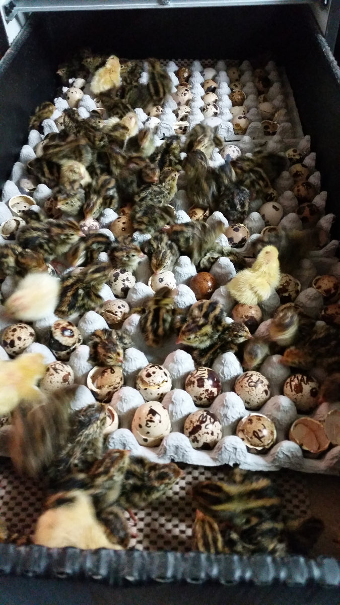 Fertility Rate vs. Hatch Rate – AJ Farms, LLC